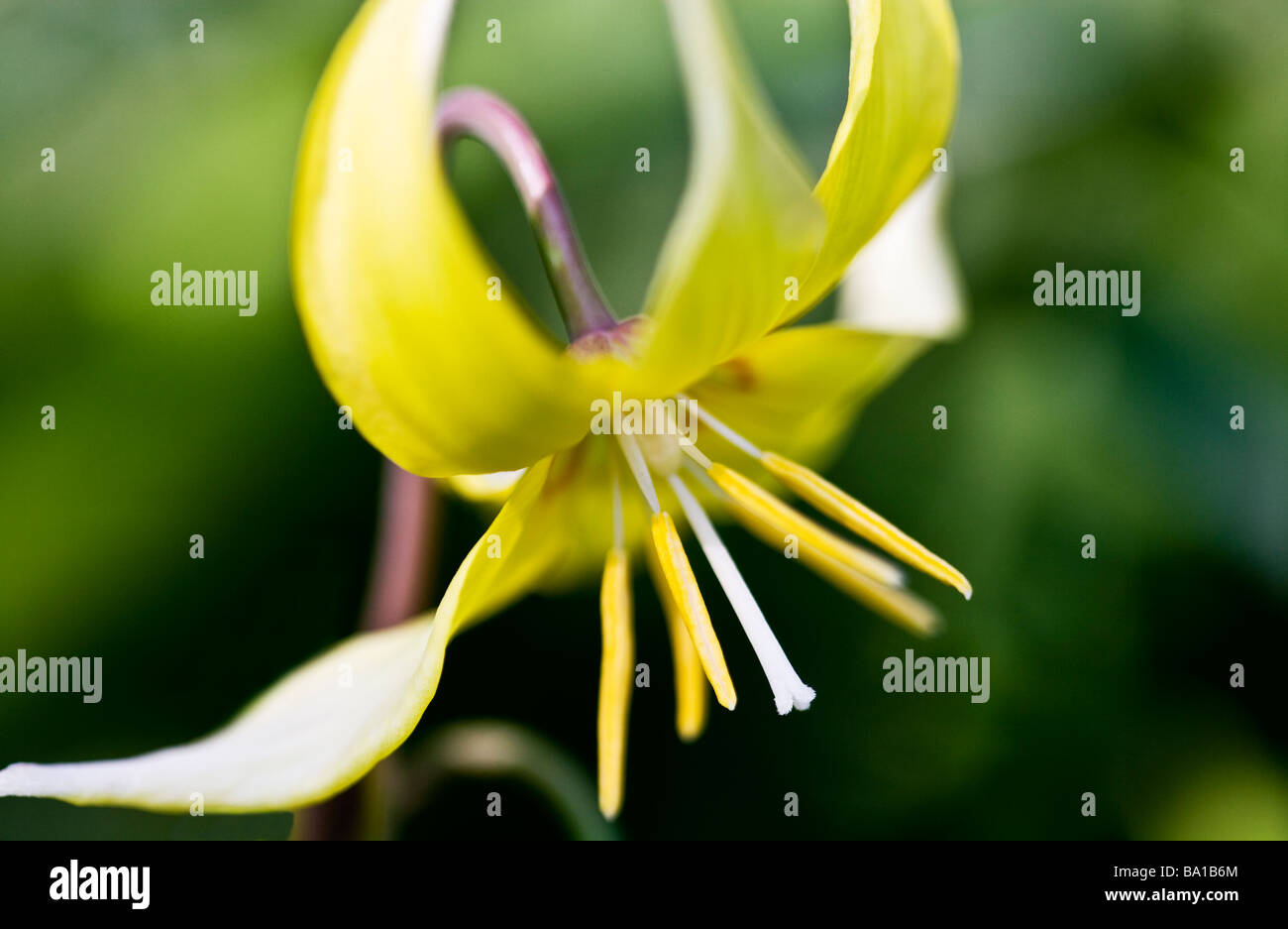 Single Yellow Erythronium pagoda or dog's tooth violet or trout lily ...