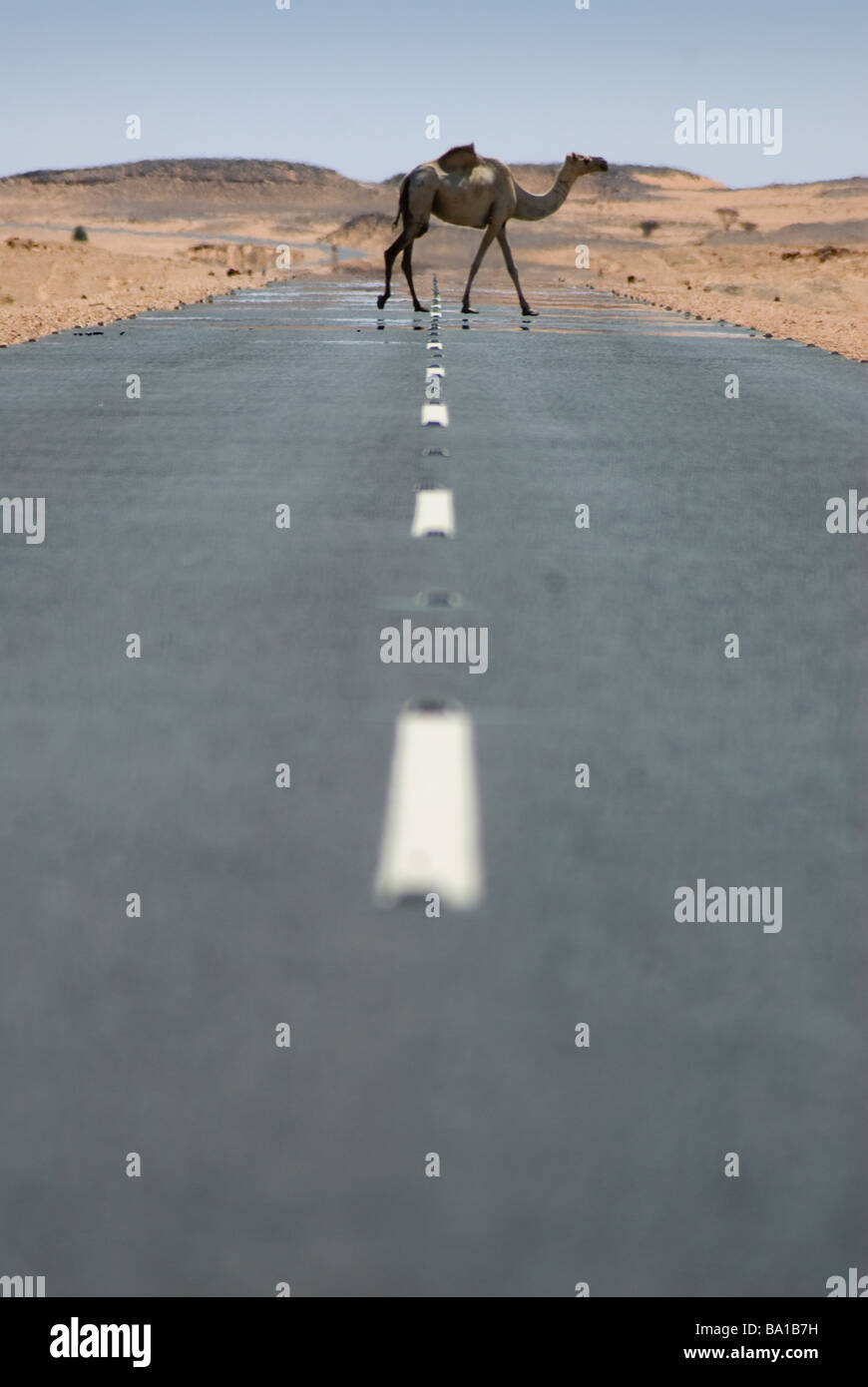 Camel on a desert road north of Khartoum Stock Photo - Alamy