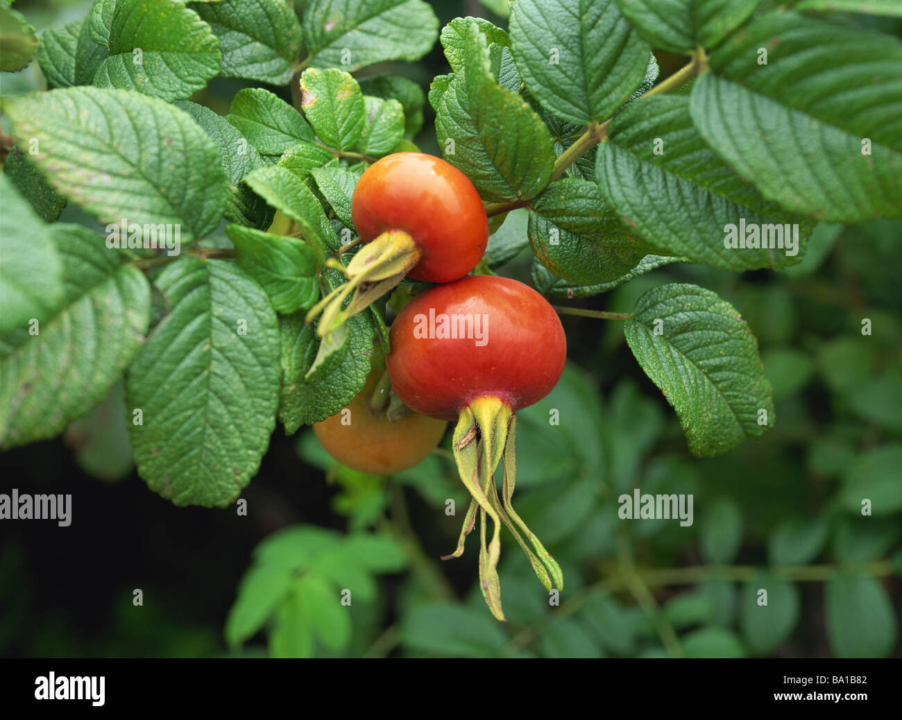 Herbaceous fruits hi-res stock photography and images - Alamy