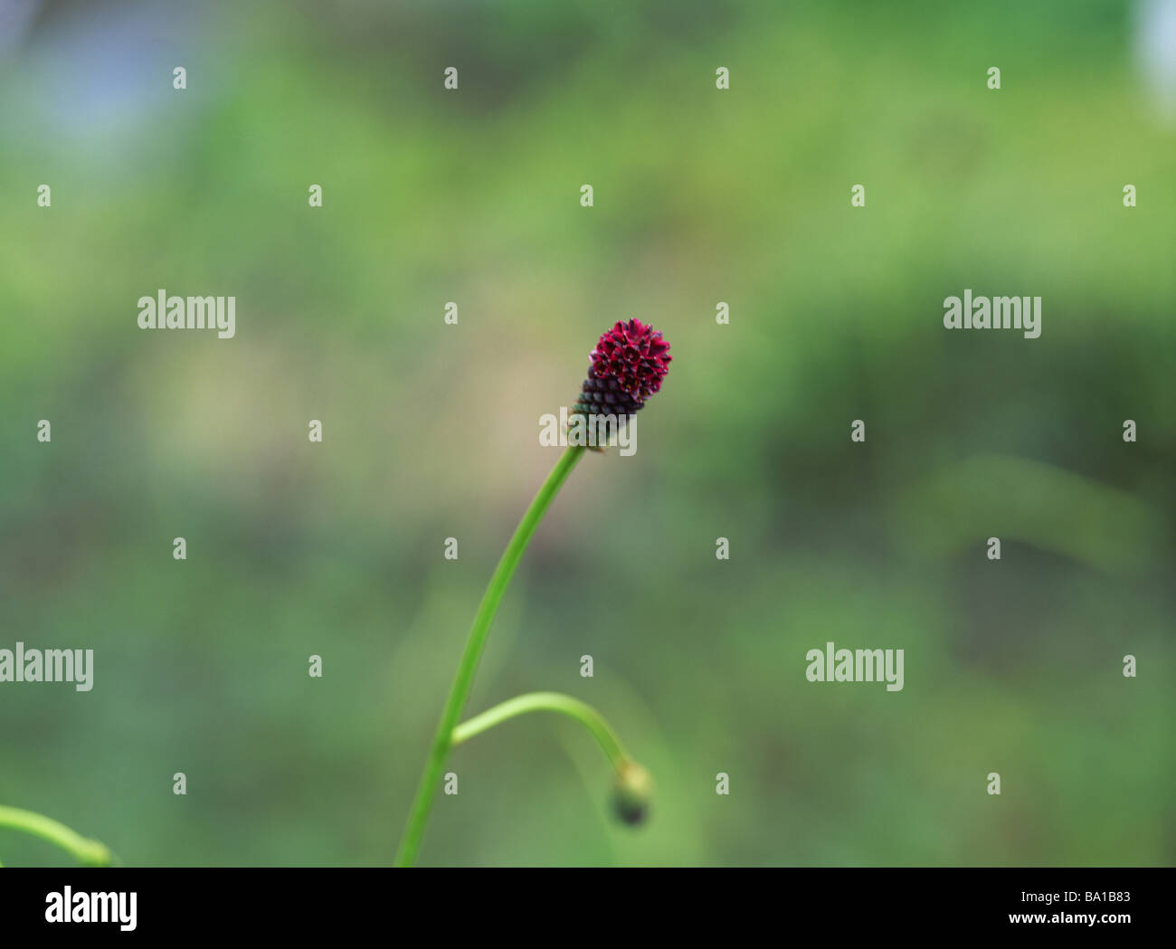 Red burnet hi-res stock photography and images - Alamy