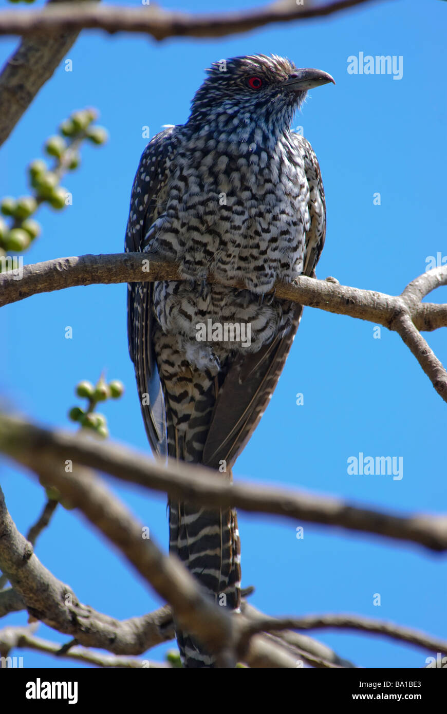 female Asian Koel Eudynamys scolopacea sitting in a tree Gujarat India ...