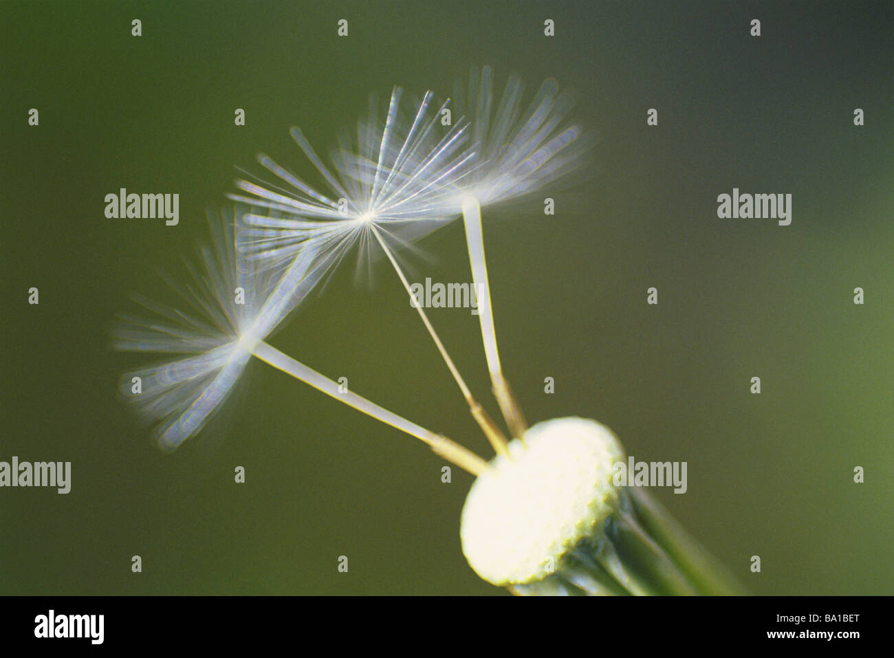 Dandelion with Pappus Stock Photo - Alamy