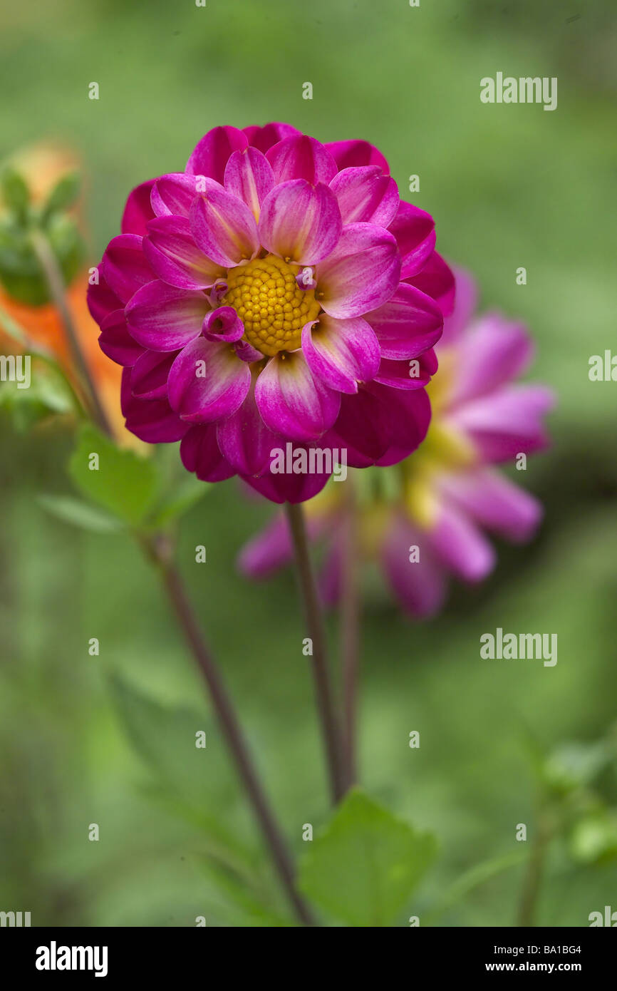 Beautiful pink flower Stock Photo - Alamy