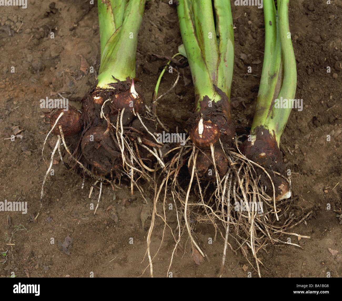 Edible roots of colocasia esculenta hi-res stock photography and images ...