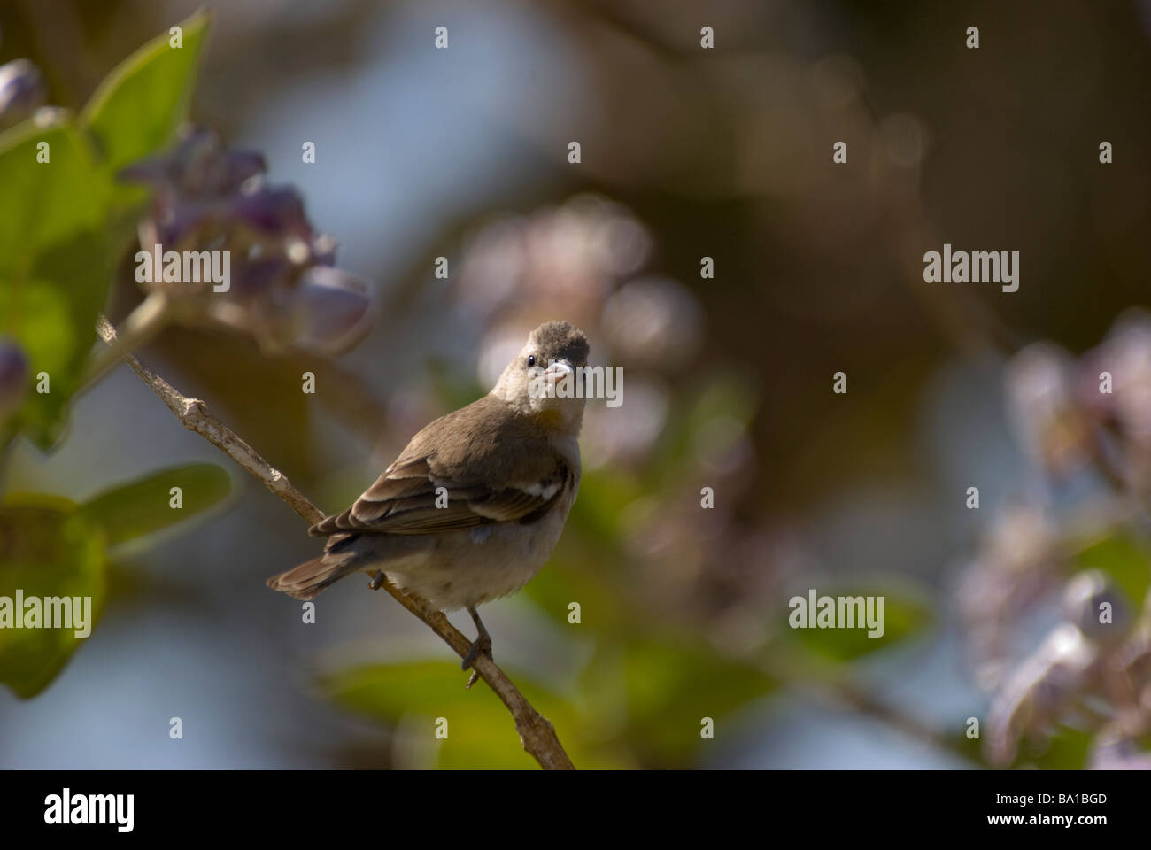 Chestnut-shouldered Petronia Petronia xanthocollis sitting in a bush in ...