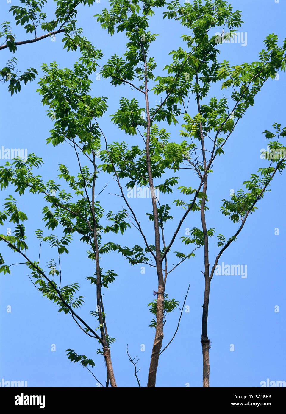 Quassia Tree against Blue Sky Stock Photo - Alamy
