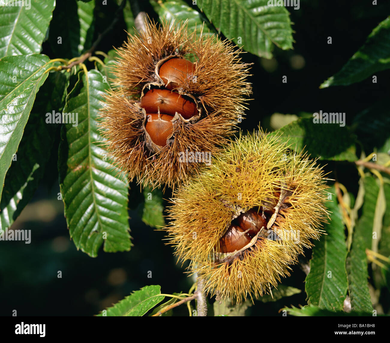 In any season hi-res stock photography and images - Alamy