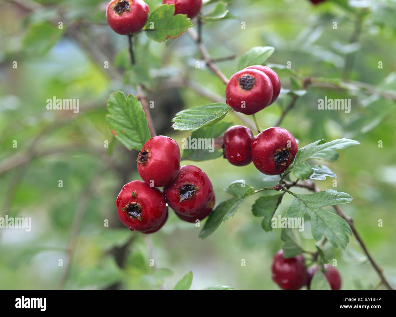 Crataegus monogyna leaf hi-res stock photography and images - Alamy