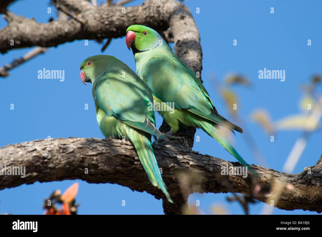 A pair of Indian Rose-ringed Parakeets Psittacula sitting on a branch ...
