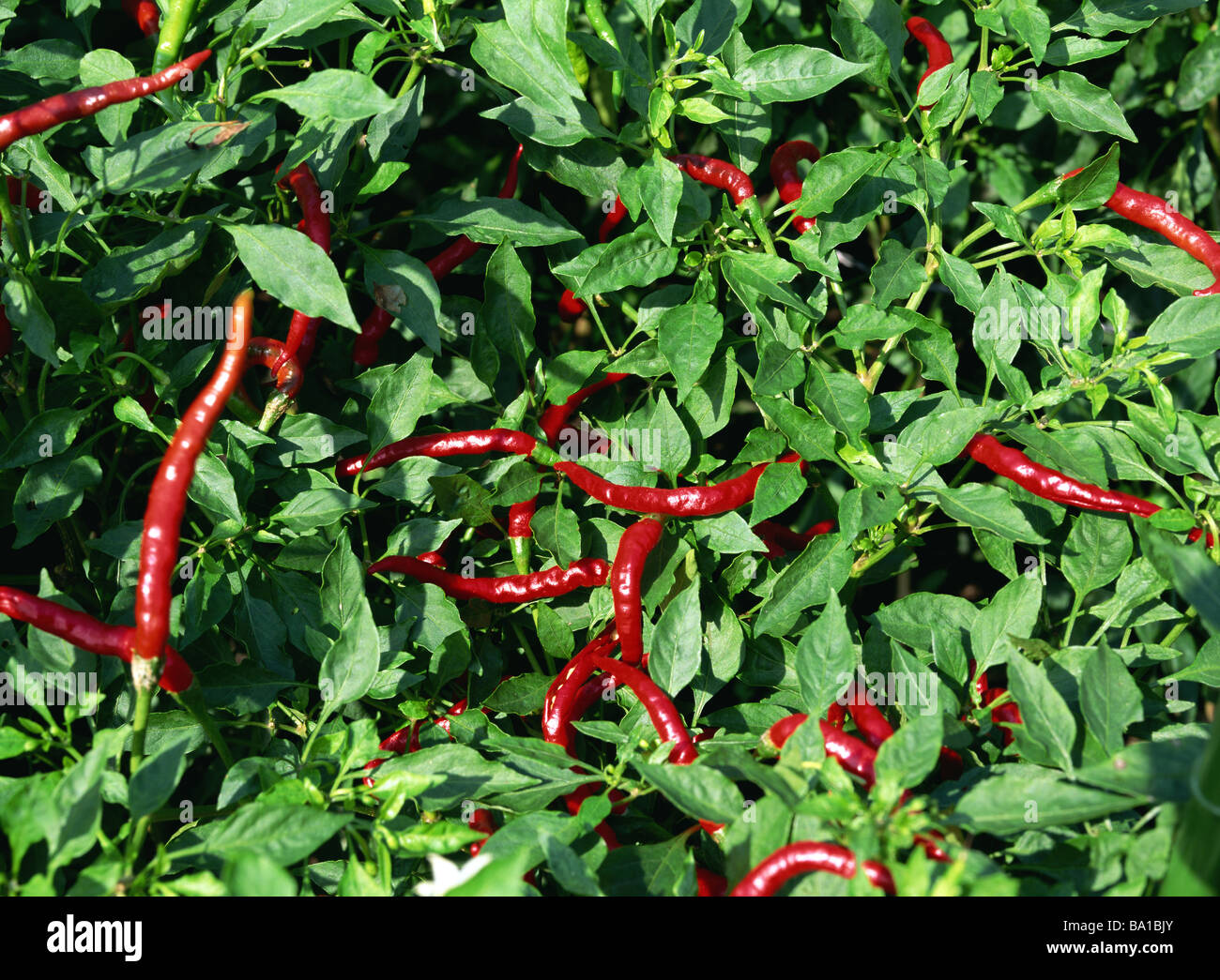 Plant full of chillies hi-res stock photography and images - Alamy