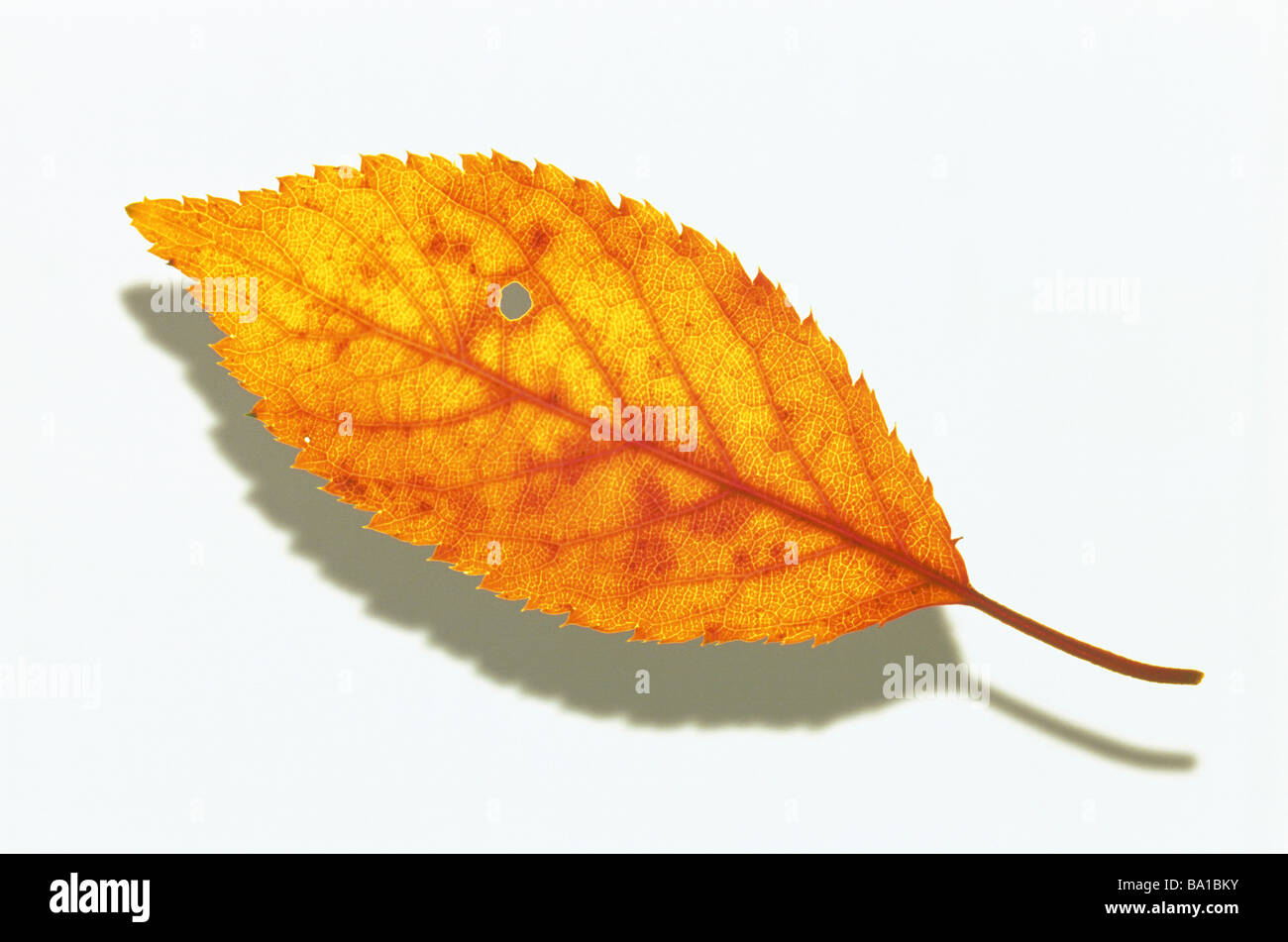 Autumn Leaf on White Background Stock Photo - Alamy