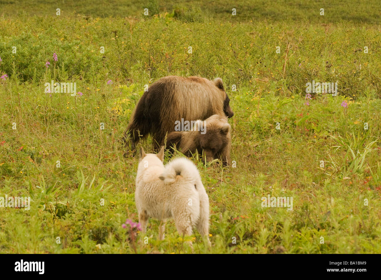 Two bears and dog. (Ursus arctos jeniseensis Stock Photo - Alamy