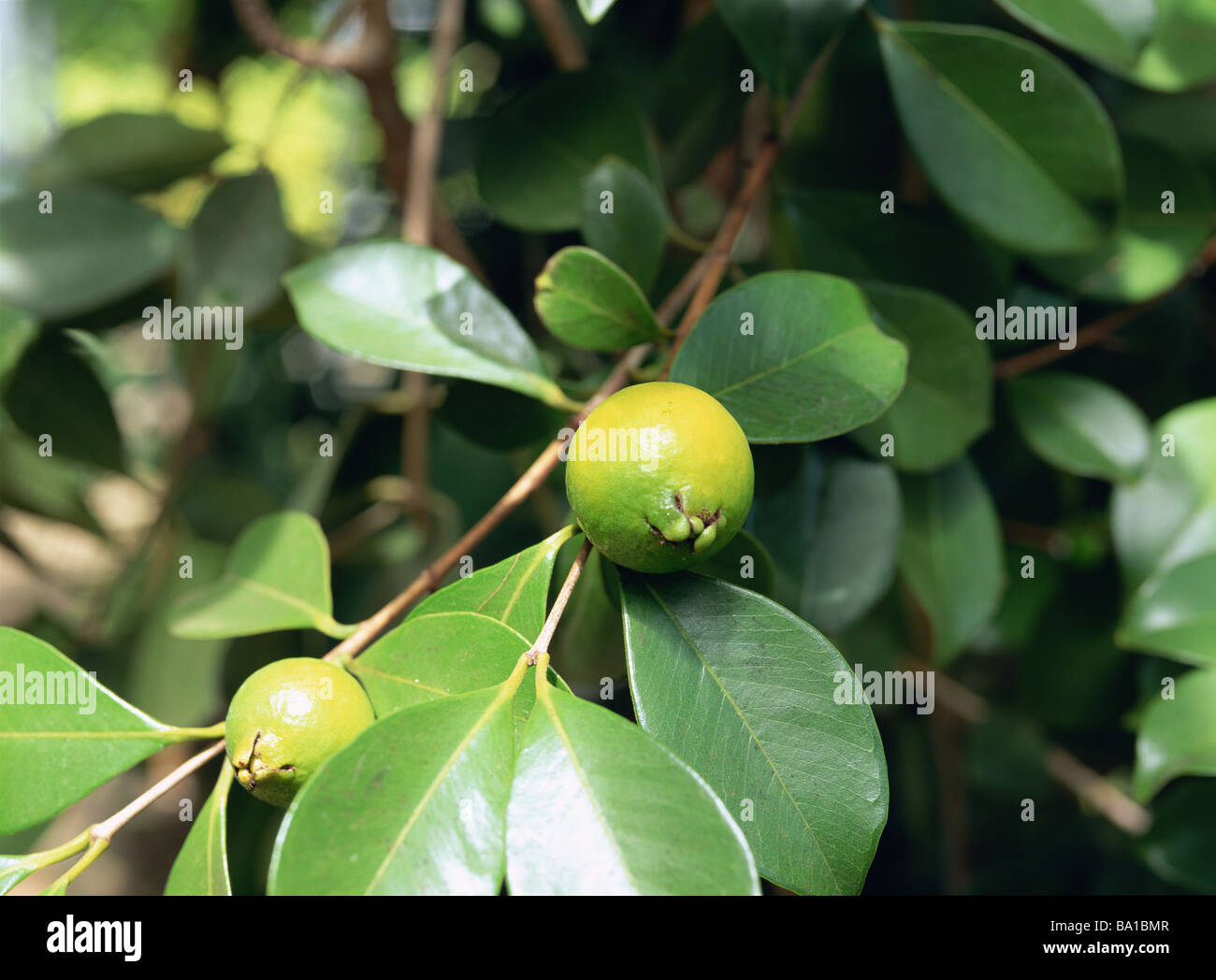Fruit Growing on Tree Stock Photo - Alamy