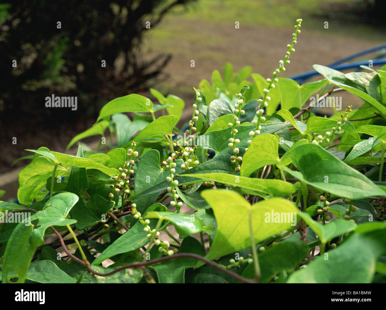 Wild yam leaves hi-res stock photography and images - Alamy