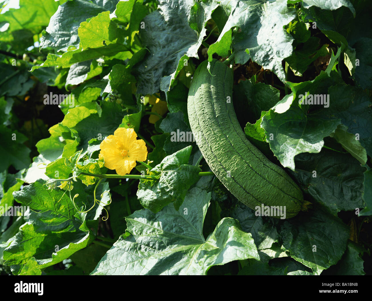 Sponge Gourd Hanging on the Tree Stock Photo - Alamy