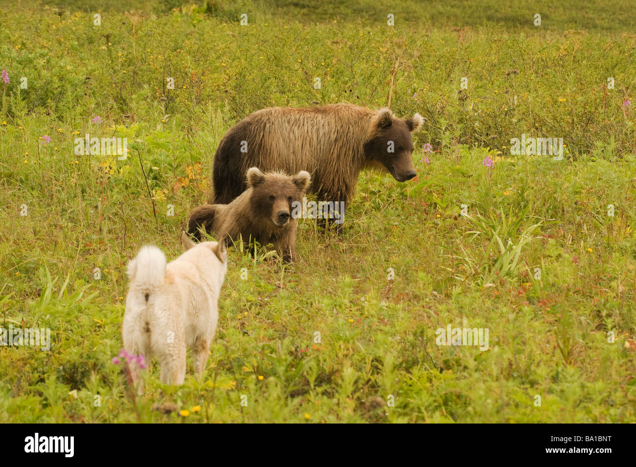 Two bears and dog. (Ursus arctos jeniseensis Stock Photo - Alamy