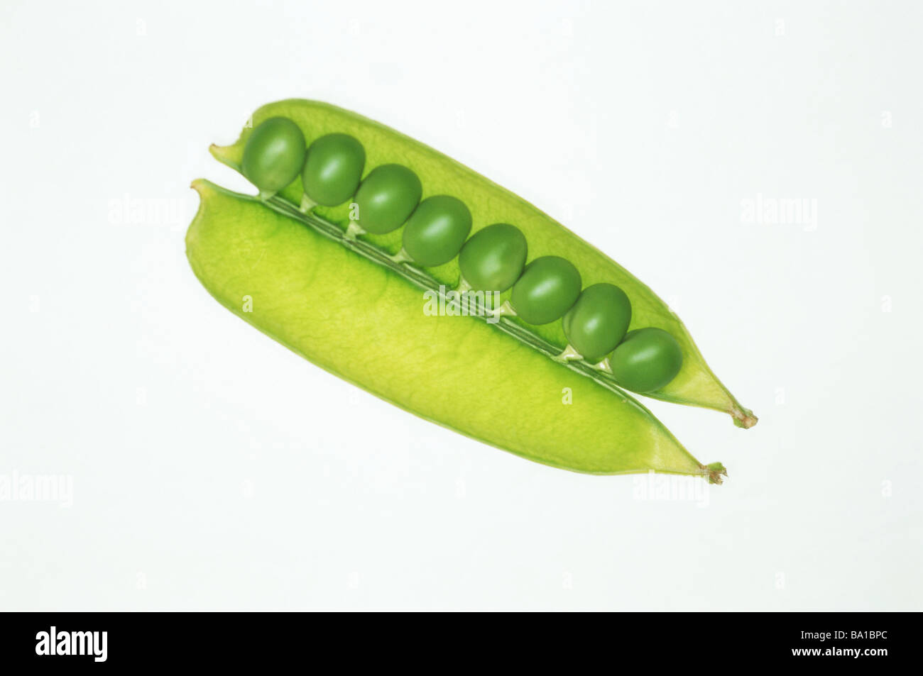 Open Pea Pod containing Peas Stock Photo - Alamy