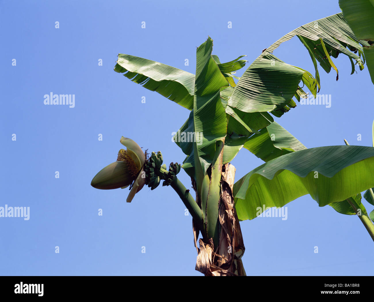 Japanese banana tree hi-res stock photography and images - Alamy