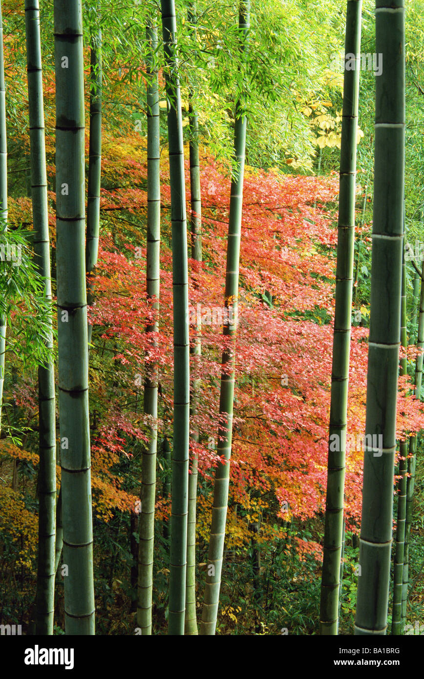 Bamboo leaves and nature no one has trees hi-res stock photography and ...