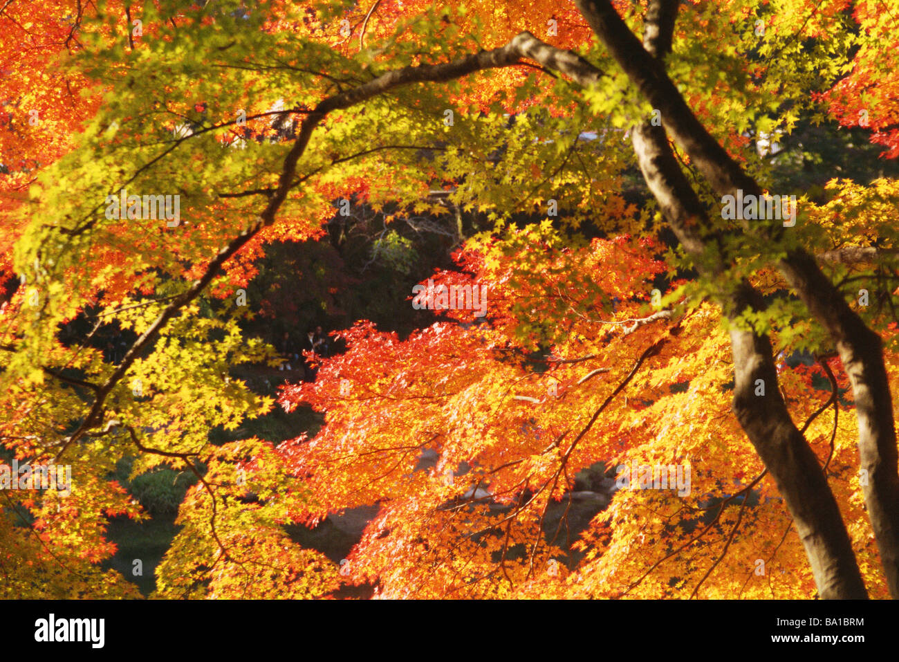 Autumn Leaves Changing Color Stock Photo - Alamy