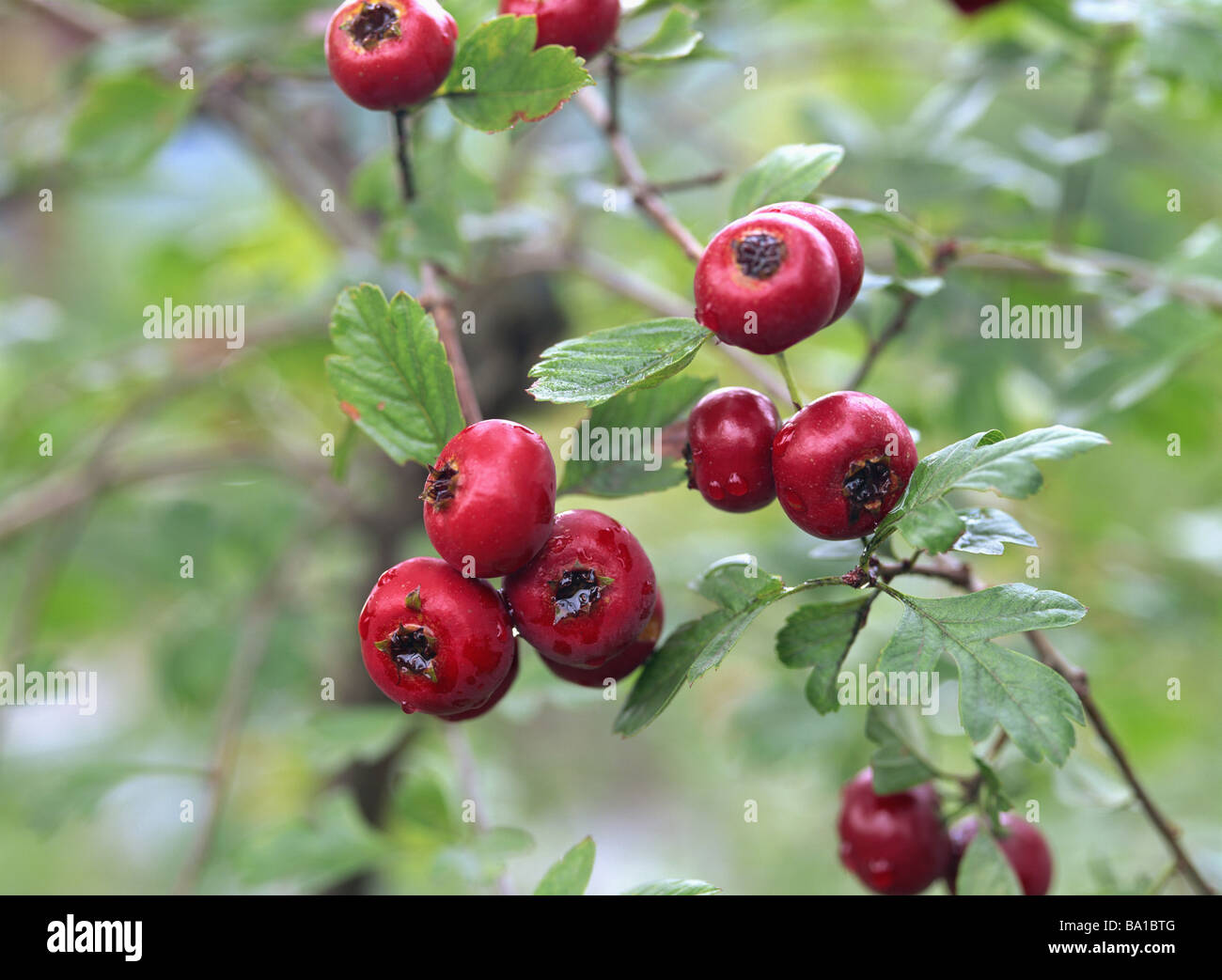 Red common hawthorn berries hi-res stock photography and images - Alamy