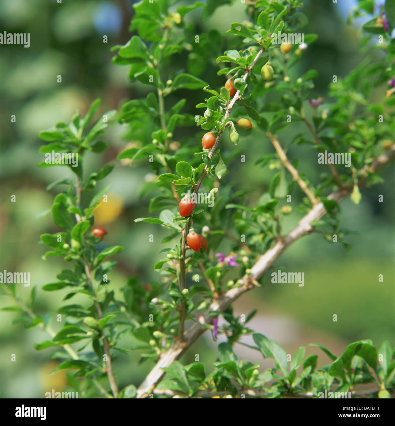 Chinese wolfberry hi-res stock photography and images - Alamy
