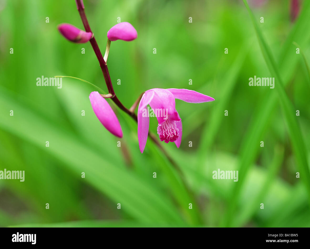 Silang Flowers and Buds Stock Photo - Alamy