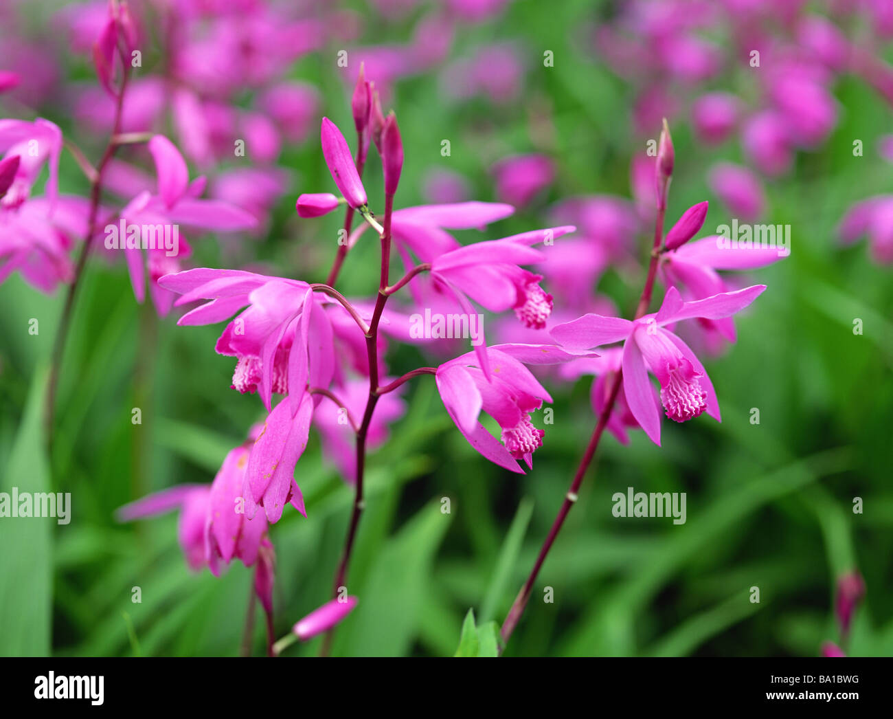 Silang Flowers Growing in Garden Stock Photo - Alamy