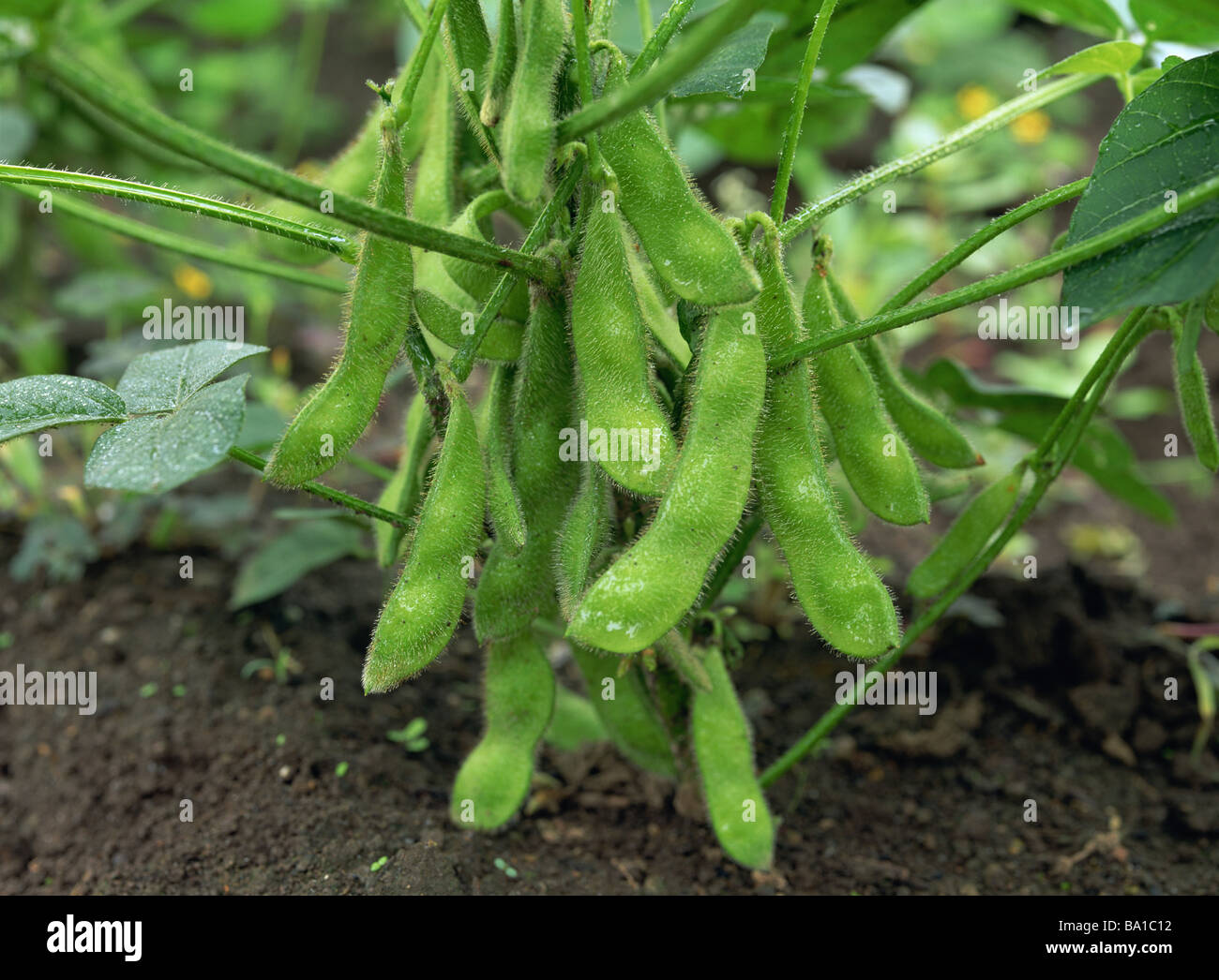 Immature green soybean pod hi-res stock photography and images - Alamy