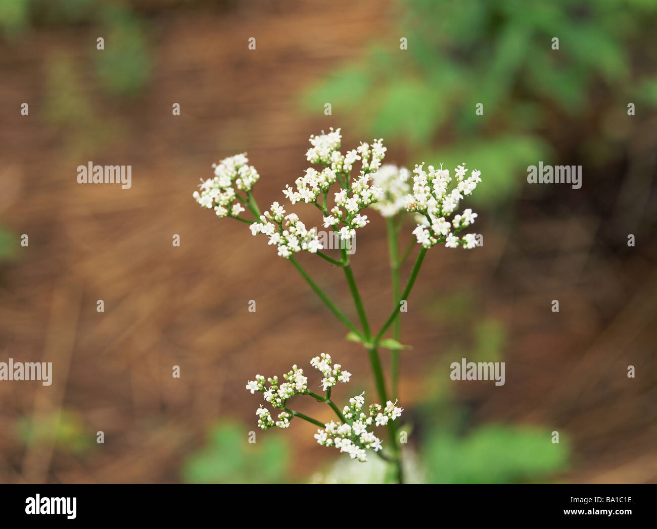 Valerian plant hi-res stock photography and images - Alamy