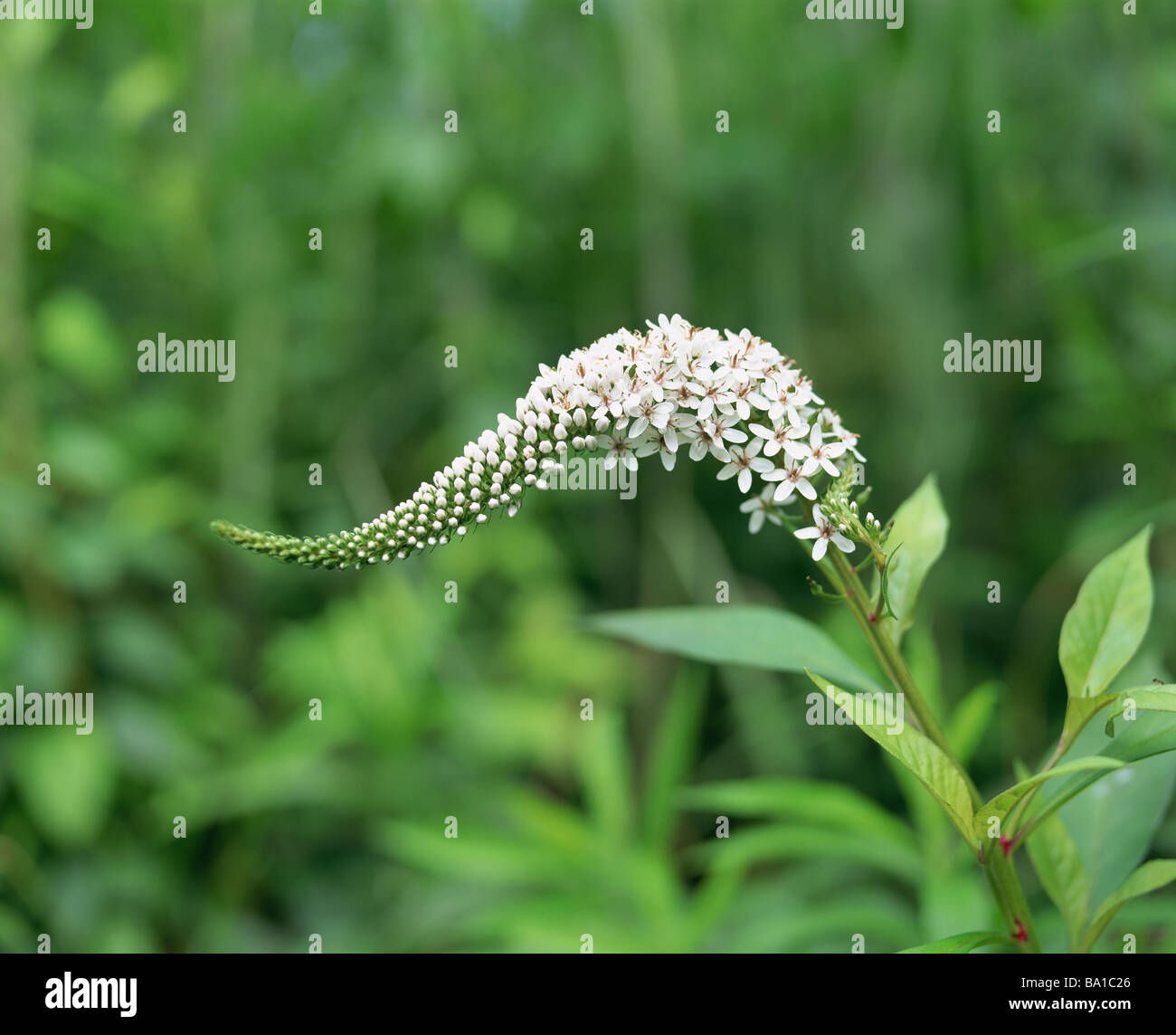 White flowering loosestrife hi-res stock photography and images - Alamy