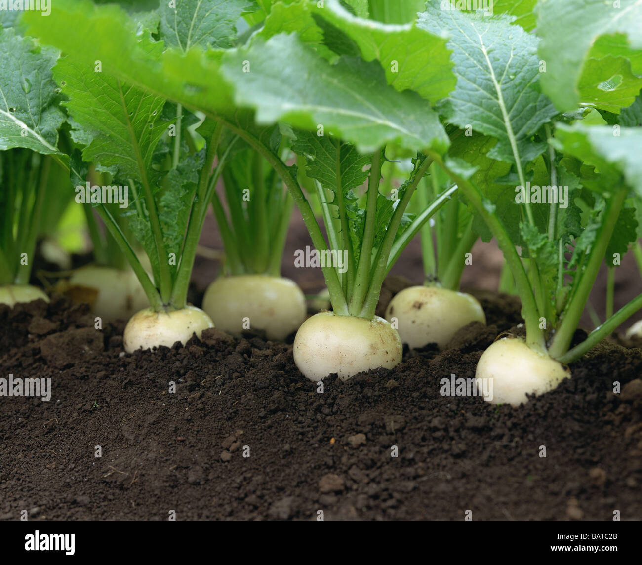 Turnip Inside Soil Stock Photo - Alamy