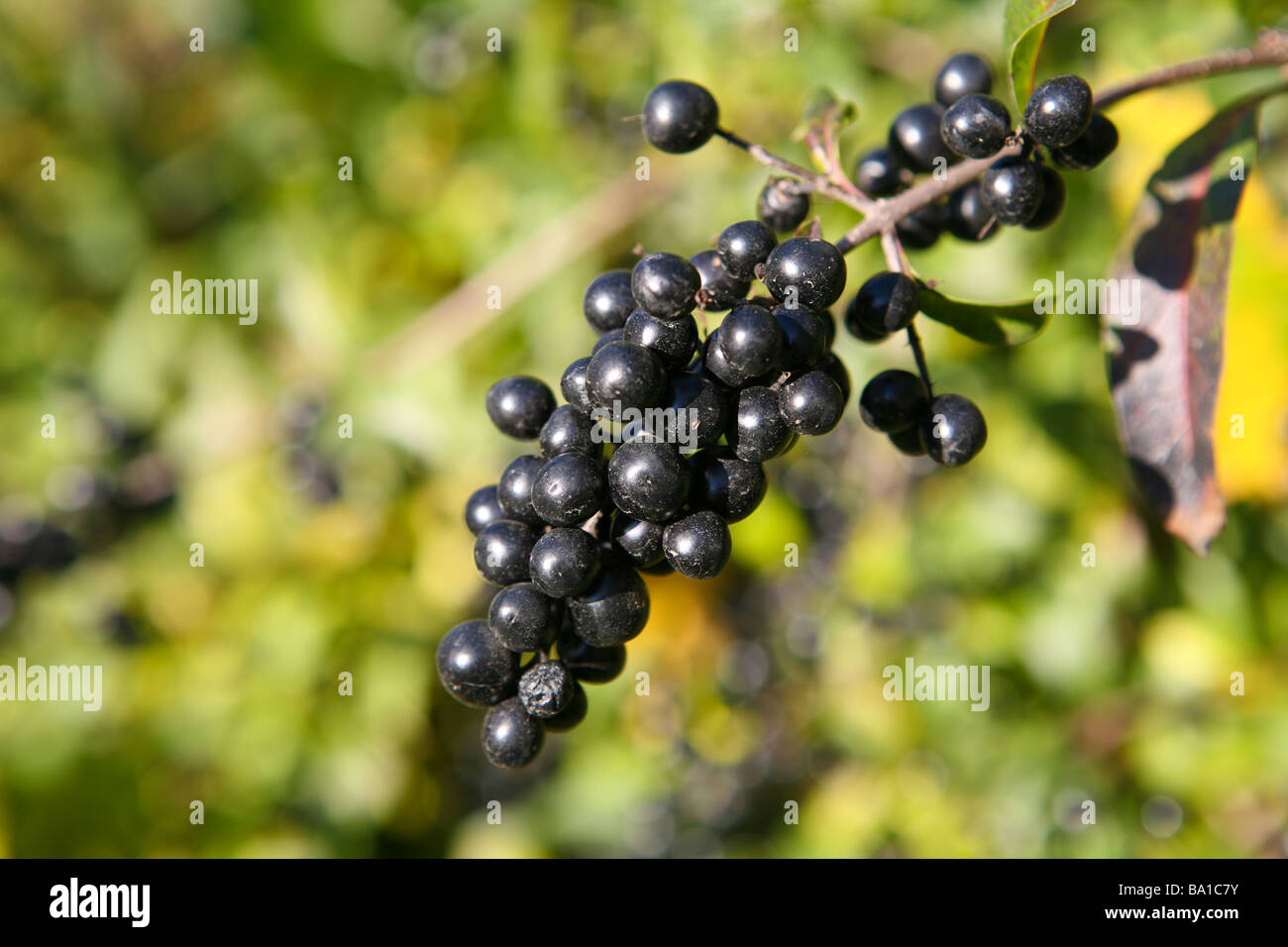 Berry nature hi-res stock photography and images - Alamy