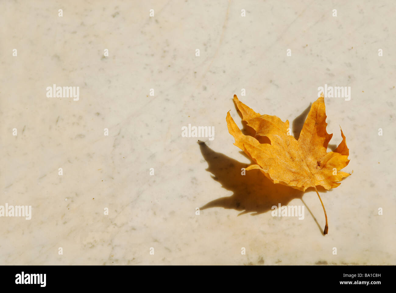 Maple leaf fallen on the ground Lebanon Middle East Stock Photo - Alamy