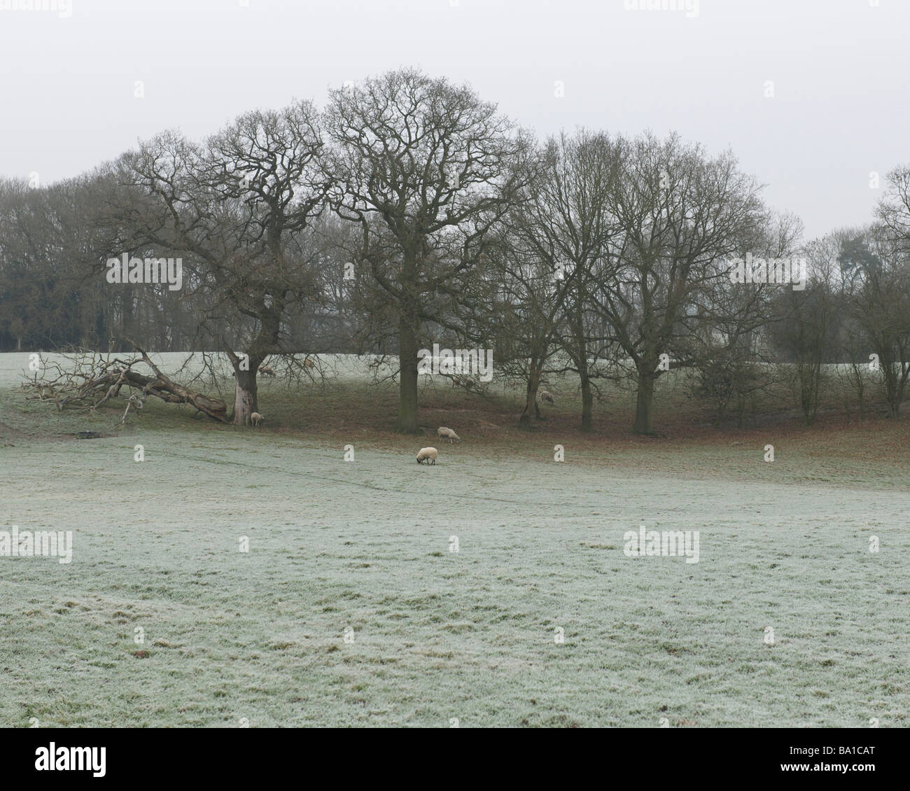 Sheep fields farming tree animal hi-res stock photography and images ...