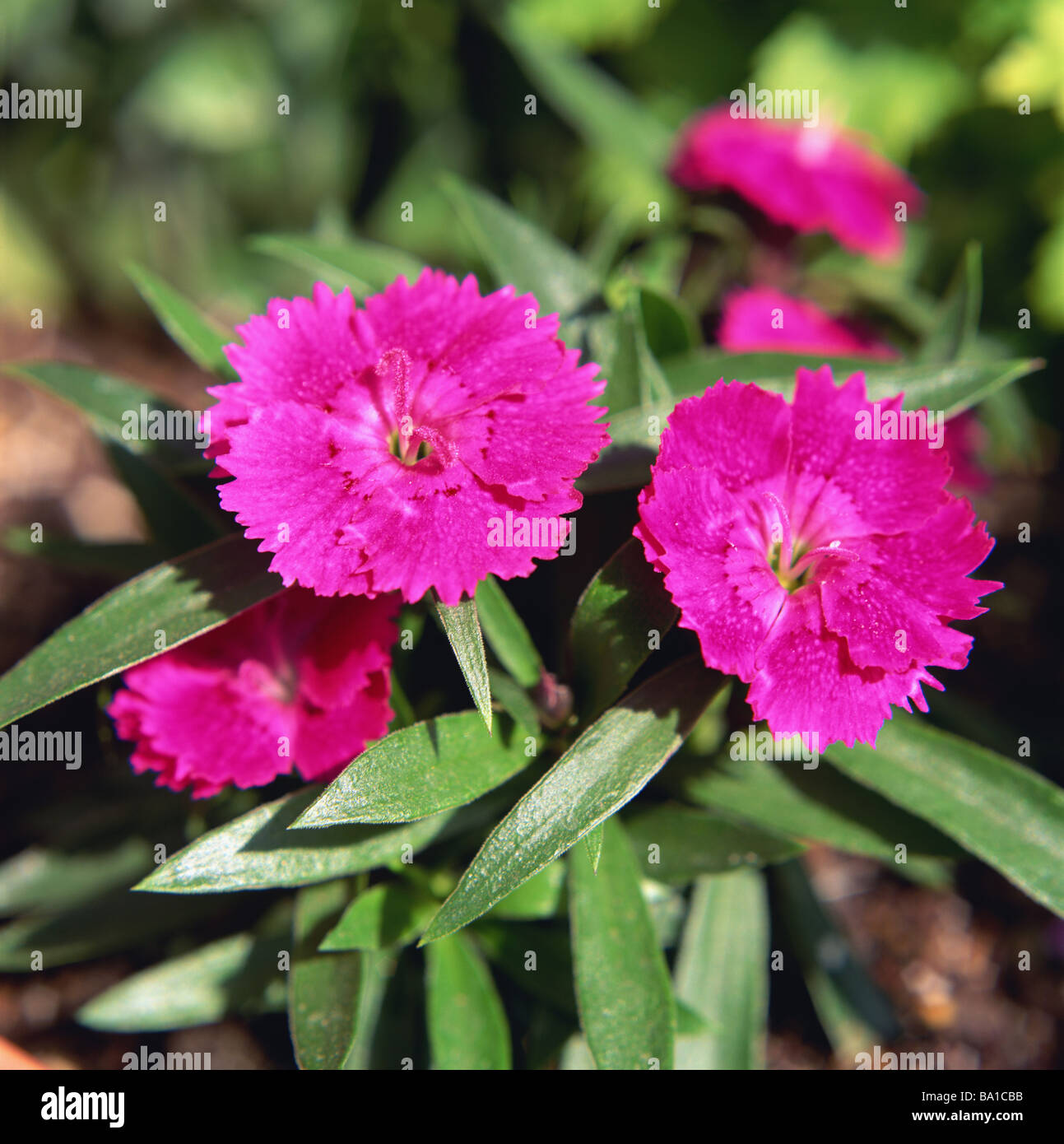 Inflorescence with two flowers hi-res stock photography and images - Alamy