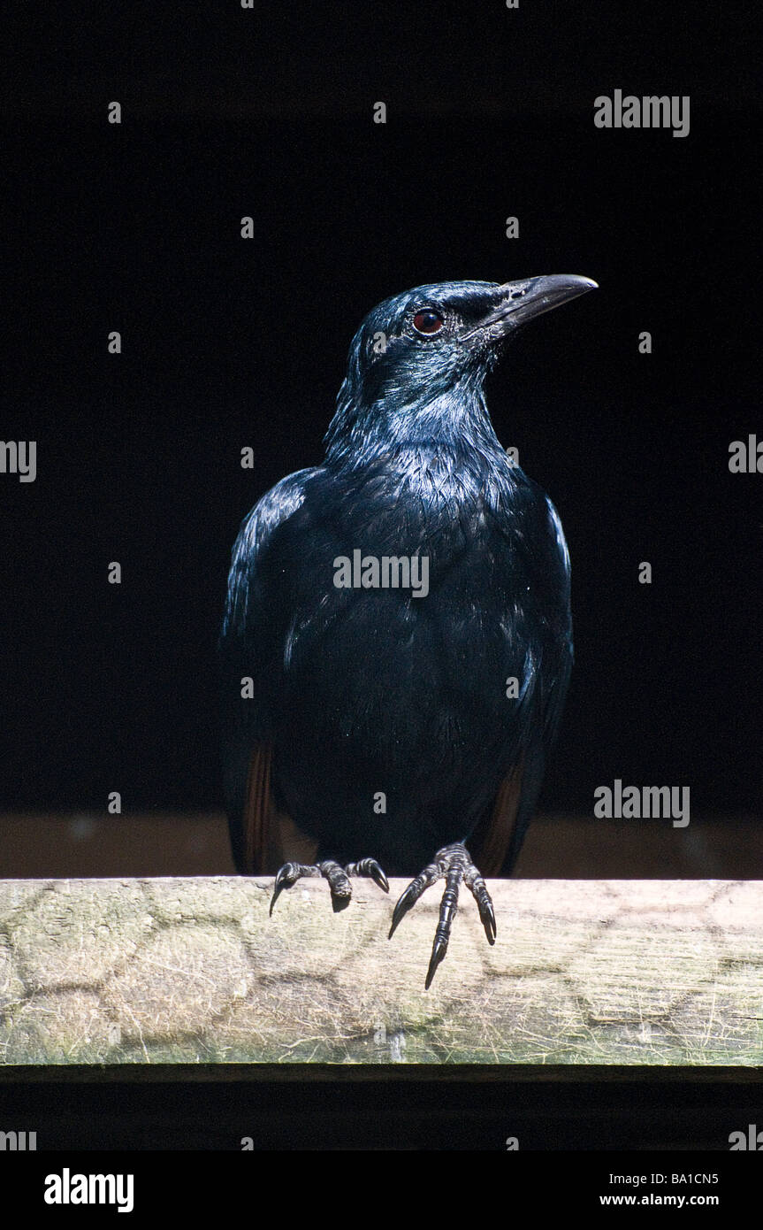 Raven staring hi-res stock photography and images - Alamy