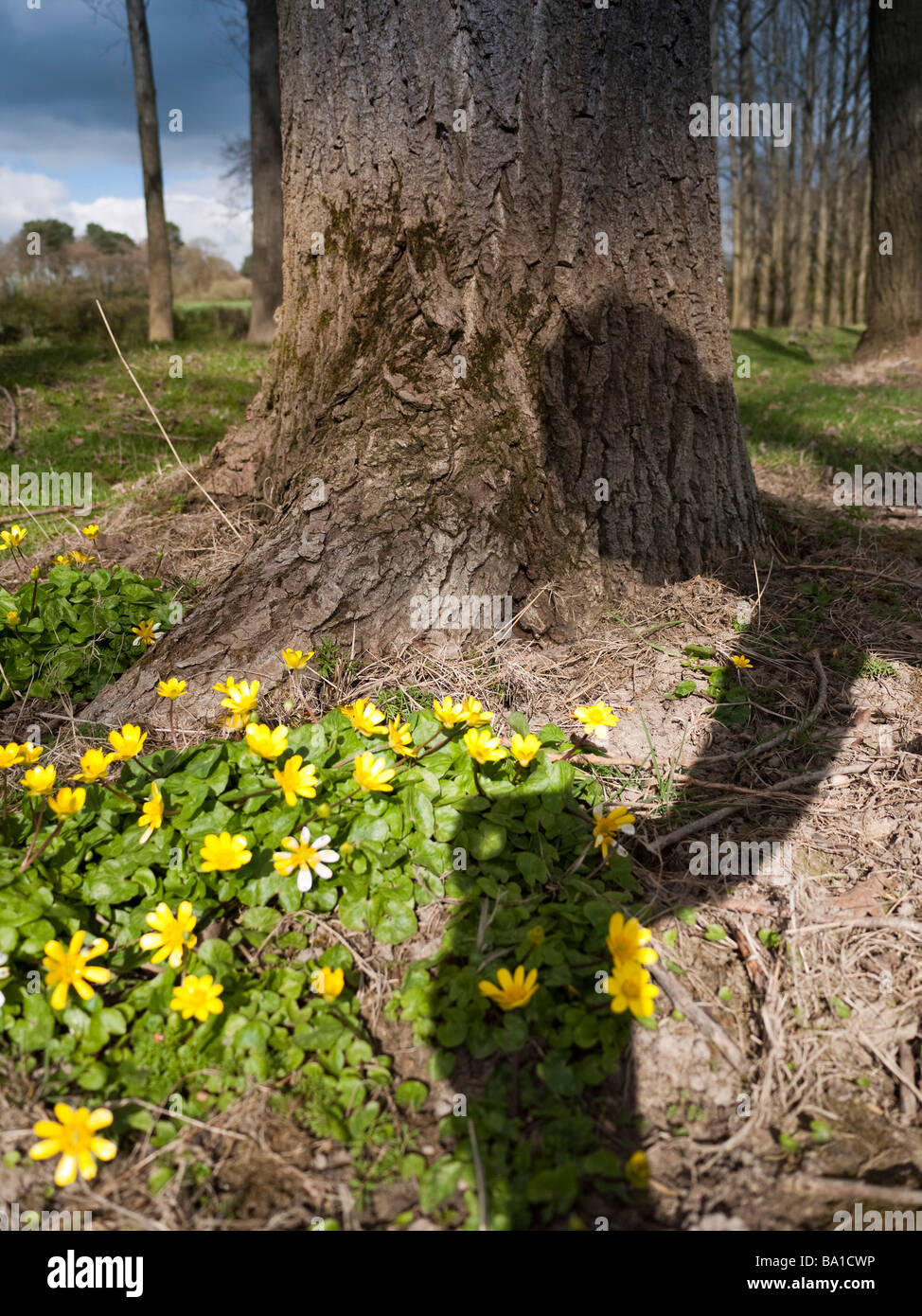 a low angle shot of wild flowers in a wood Stock Photo - Alamy