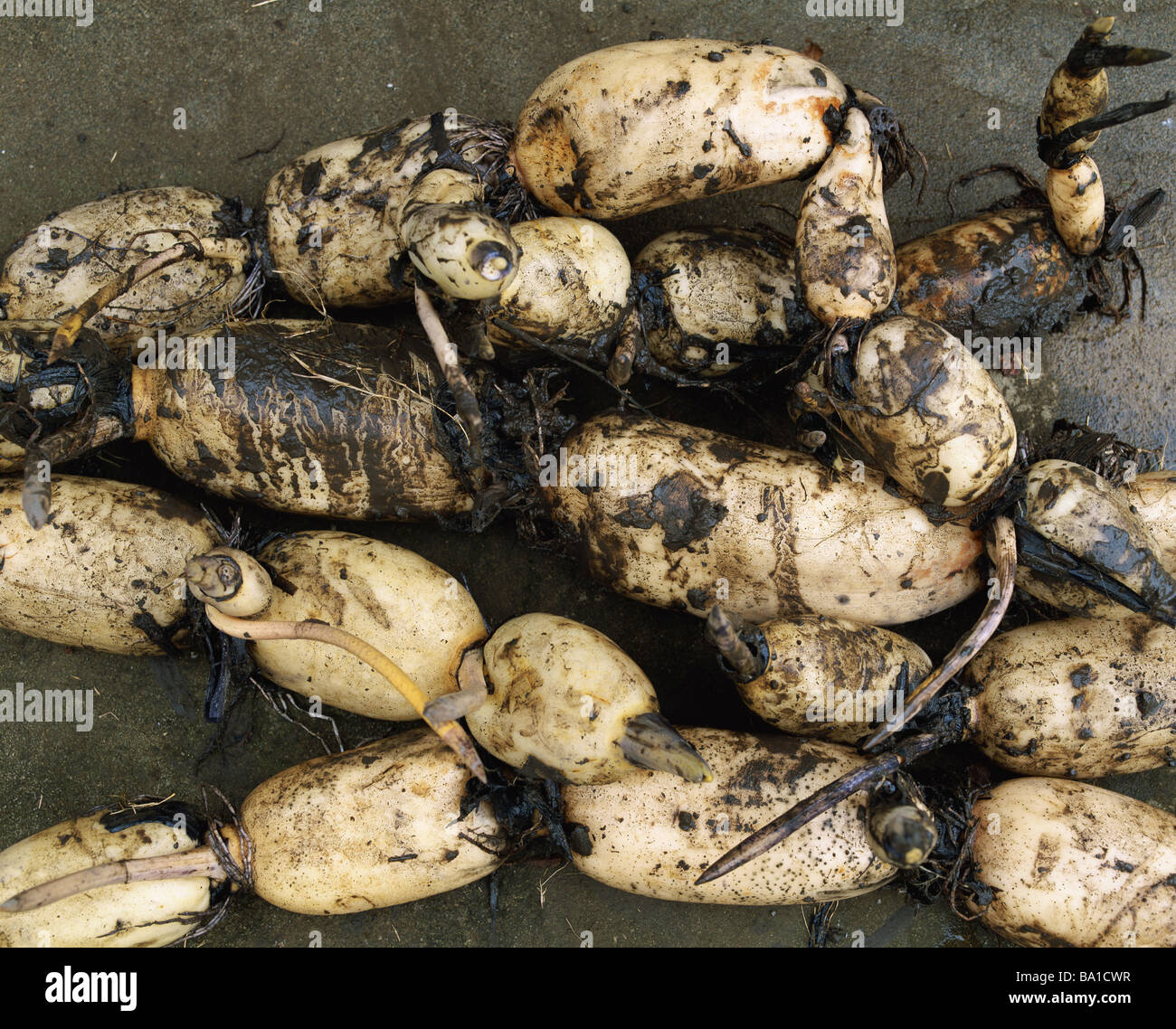 View of Lotus Root Stock Photo - Alamy