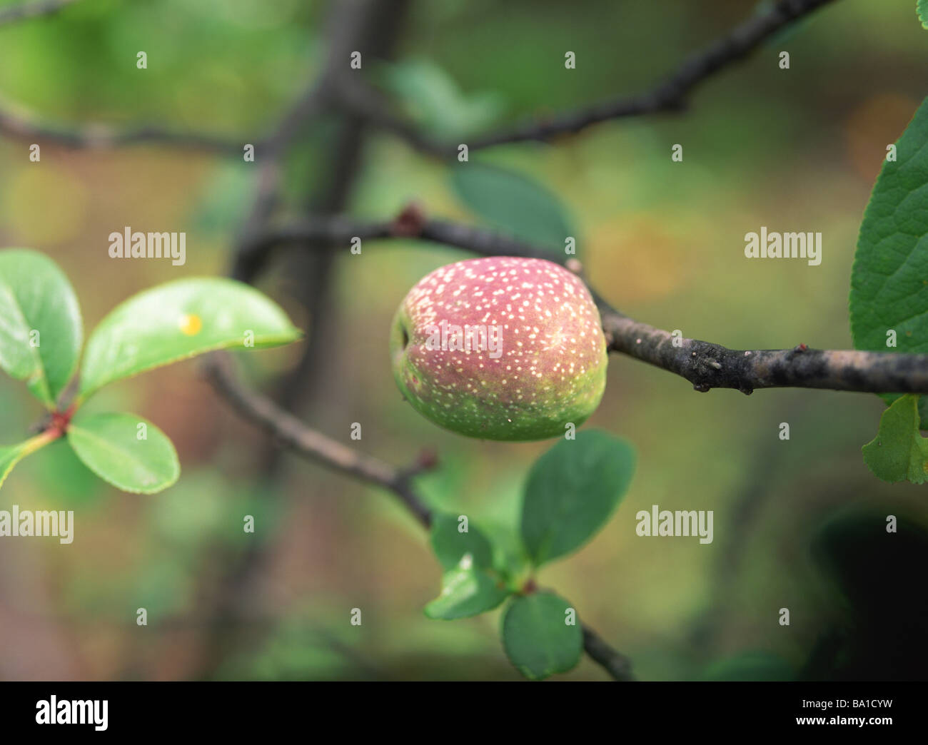 Apple Growing on Tree Stock Photo - Alamy
