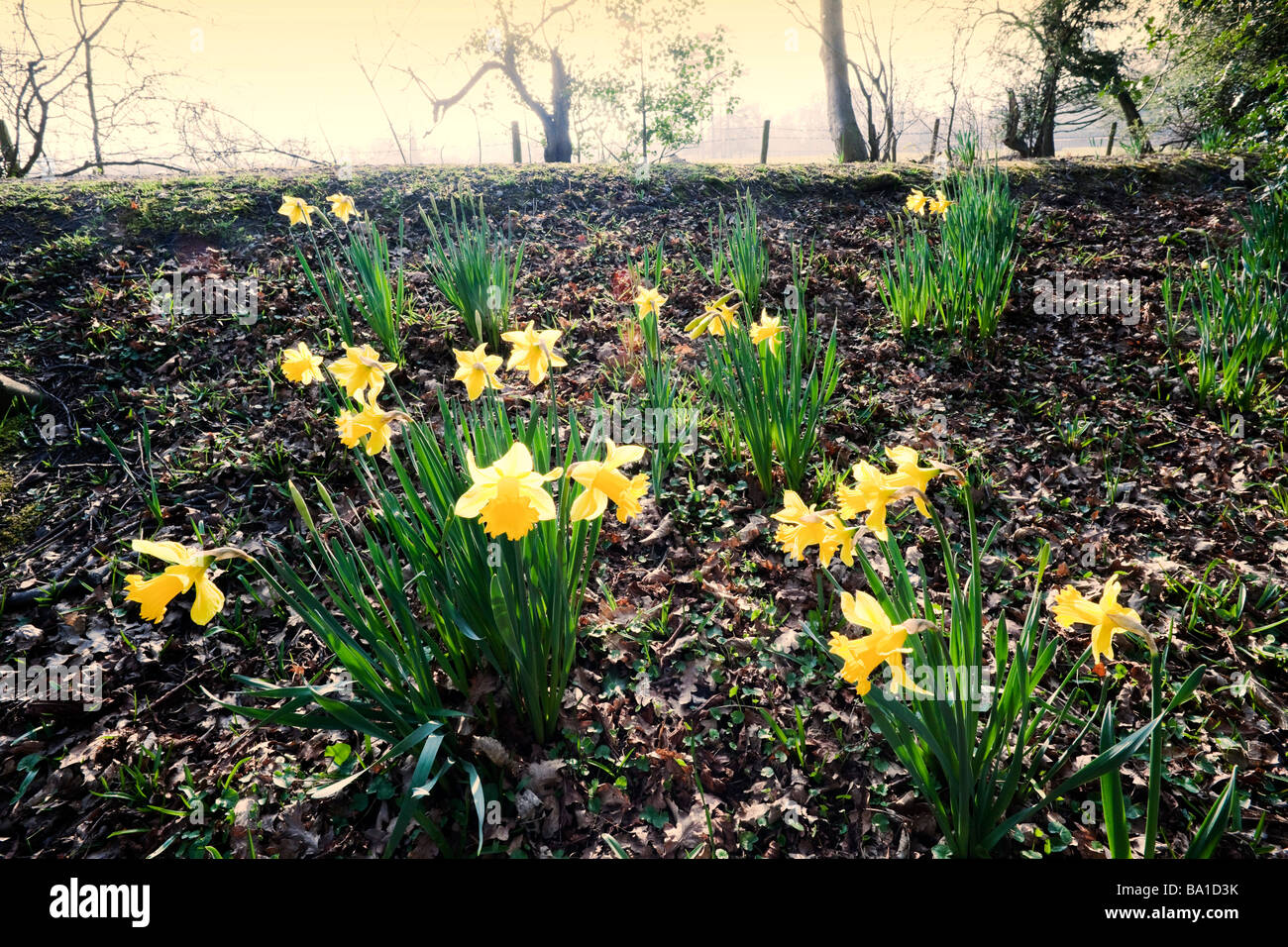heart of england way footpath baddesley clinton estate warwickshire ...