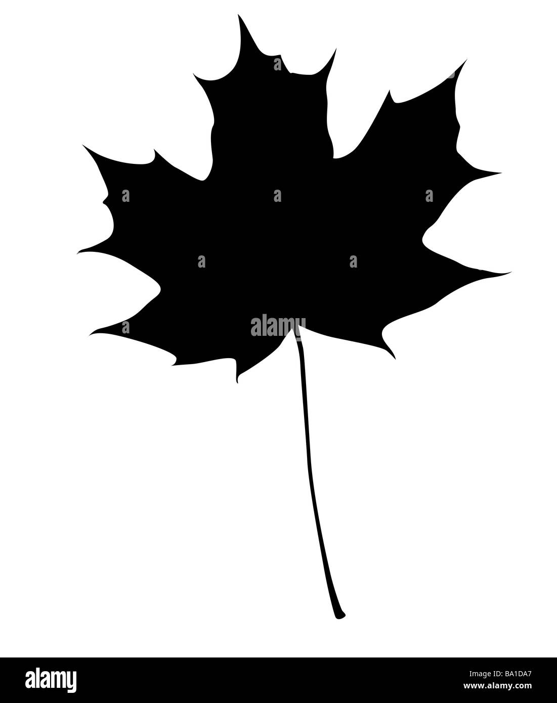 vector maple leaf Stock Photo - Alamy