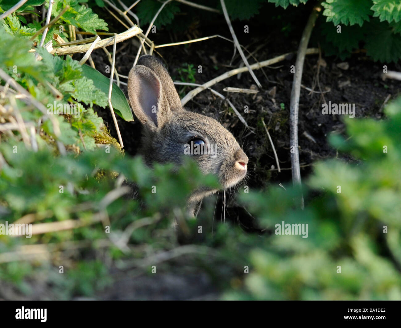A small rabbit hiding under a bush near its home Stock Photo - Alamy A small rabbit hiding under a bush near its home Stock Photo - Alamy