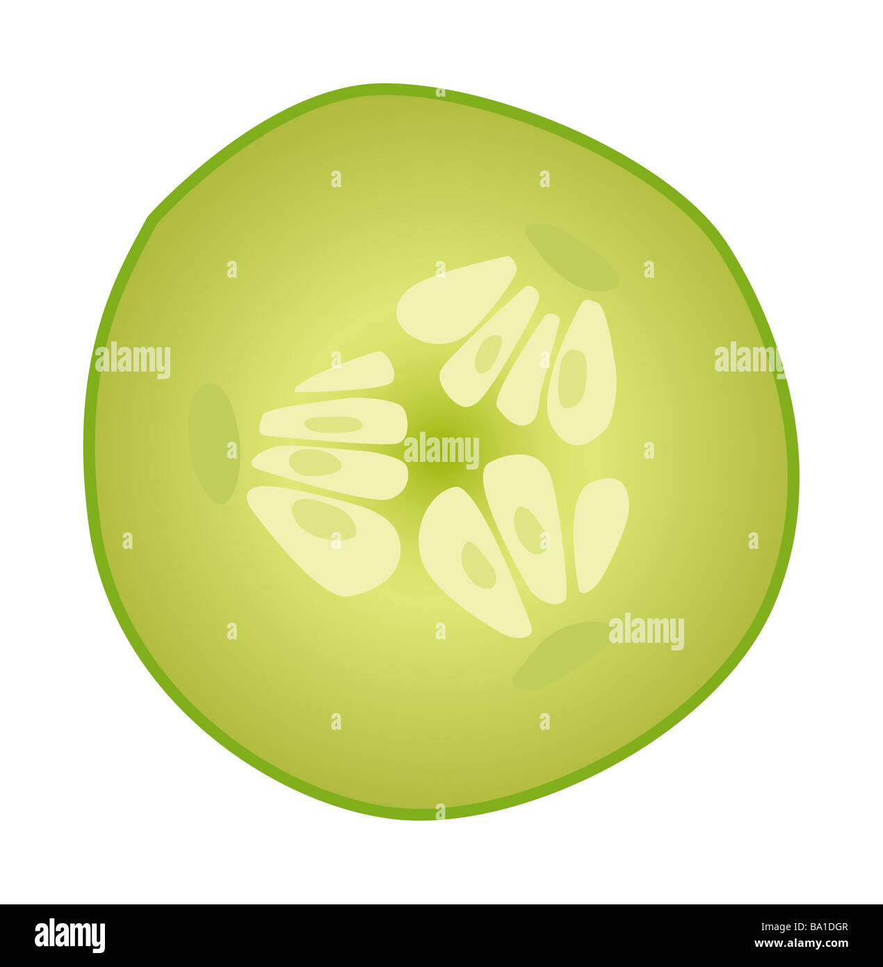 slice cucumber vector Stock Photo - Alamy