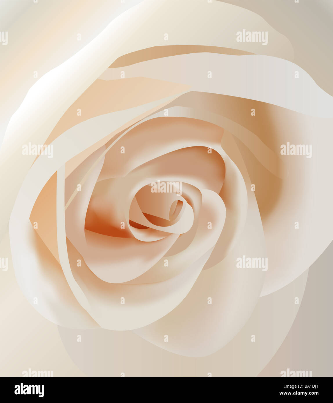 vector white rose closeup Stock Photo - Alamy