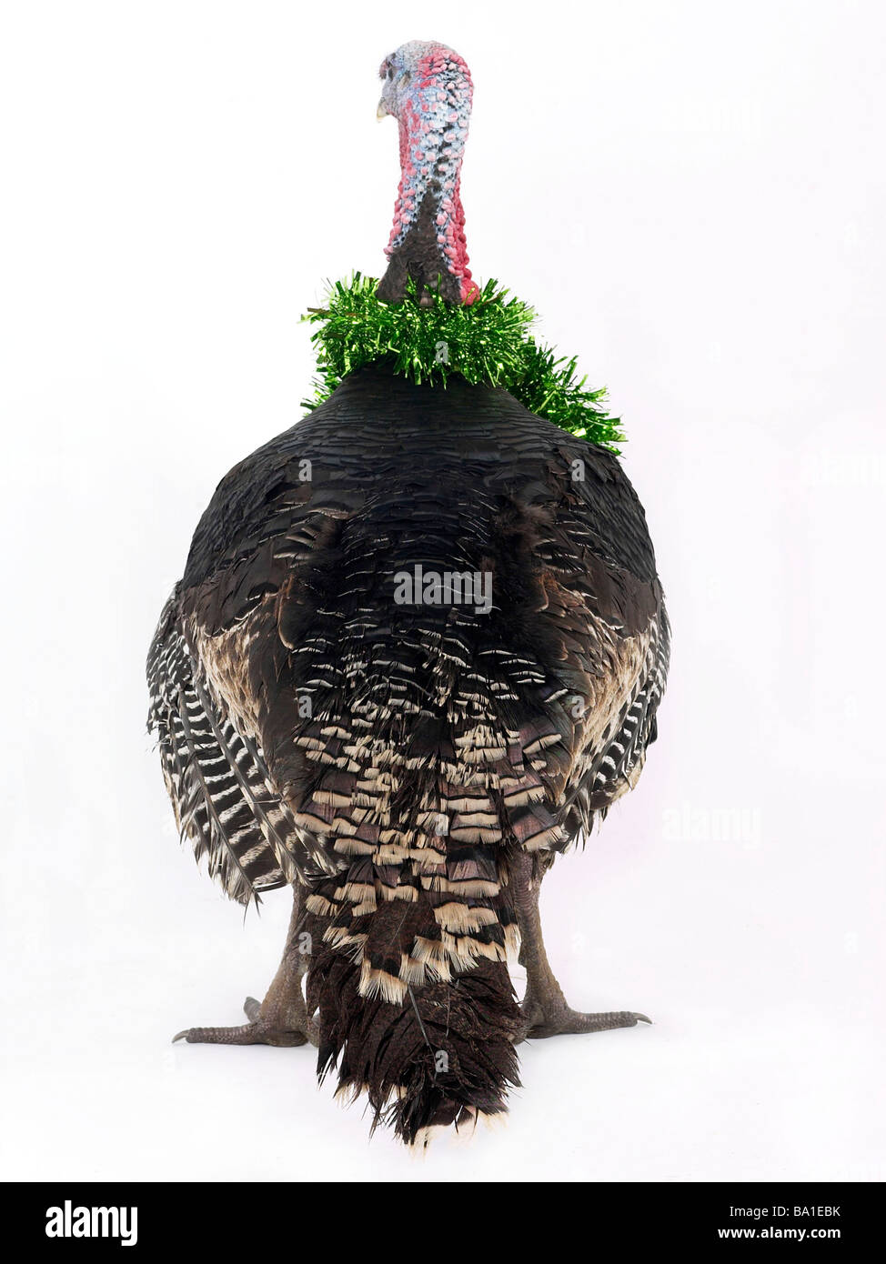 A turkey with tinsel around its neck Stock Photo - Alamy