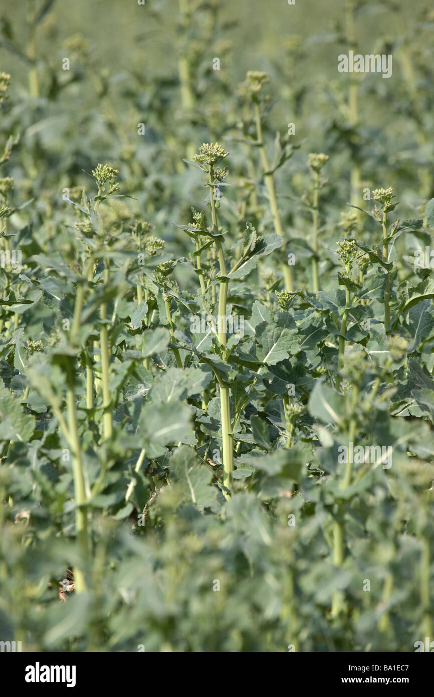 Young Oil Seed Rape Plants Stock Photo - Alamy