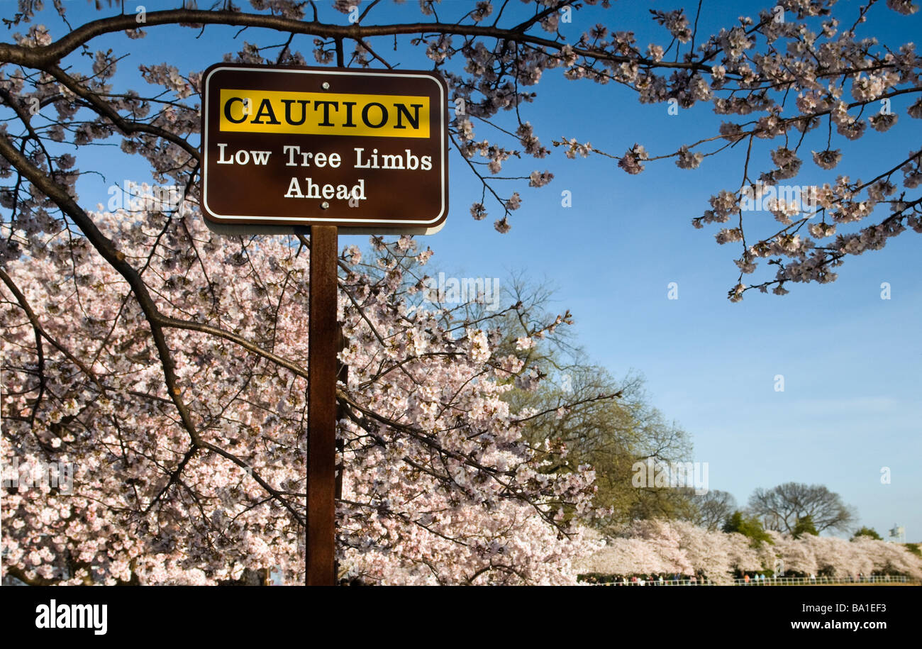 A low tree limb sign at the Washington D.C. Cherry Blossom festival ...