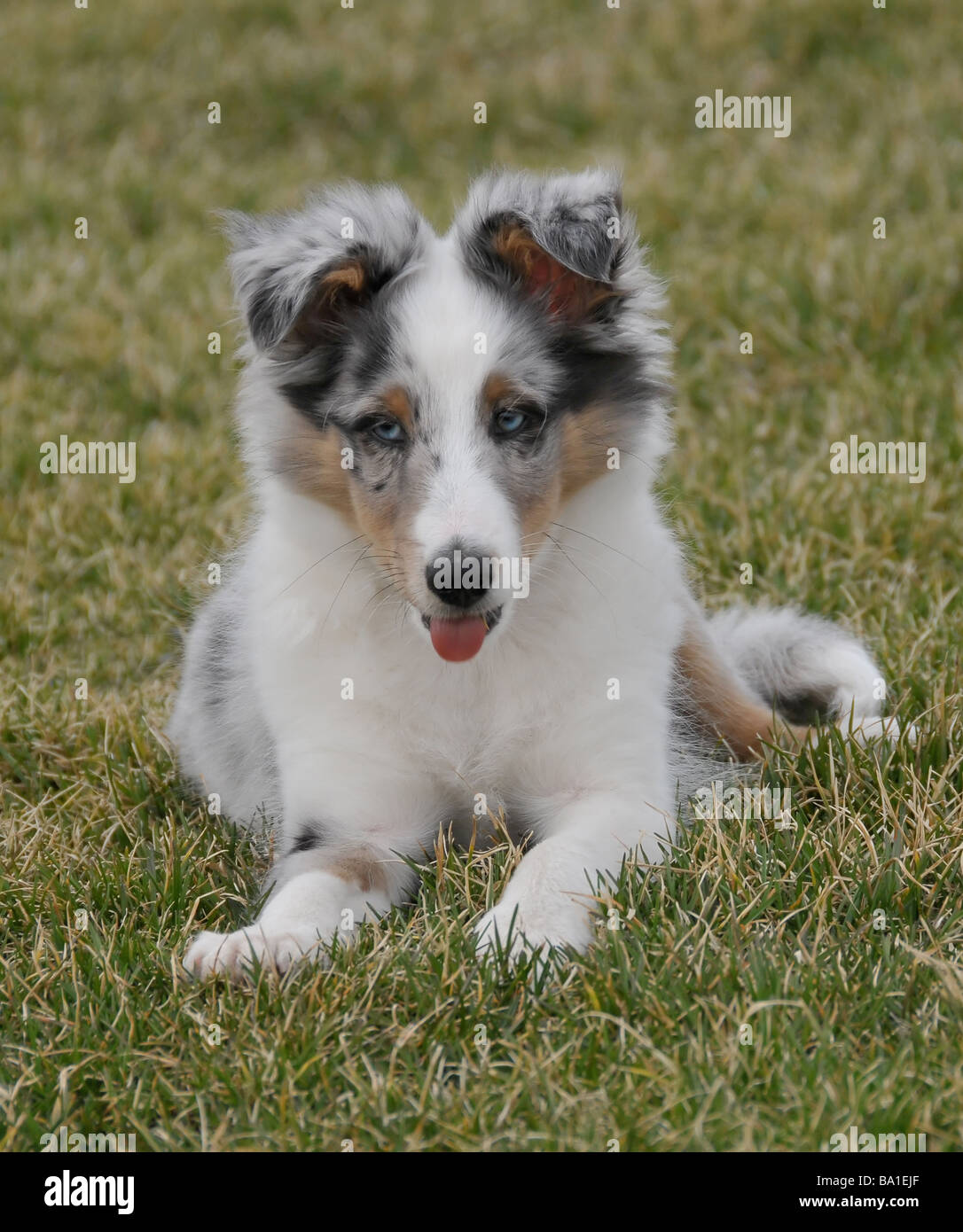 At What Age Is A Sheltie Puppy Full Grown