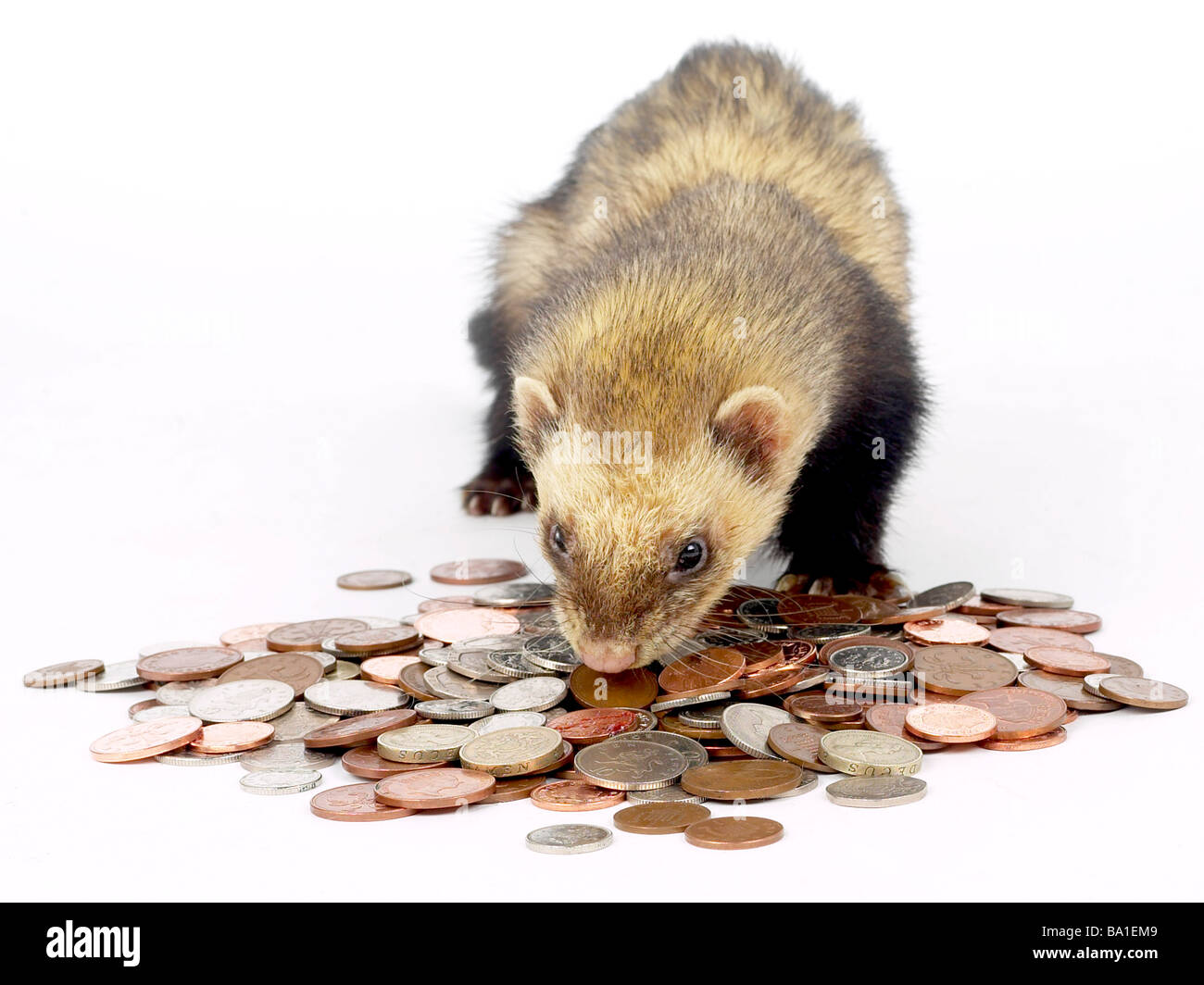 A ferret surrounded with money Stock Photo - Alamy